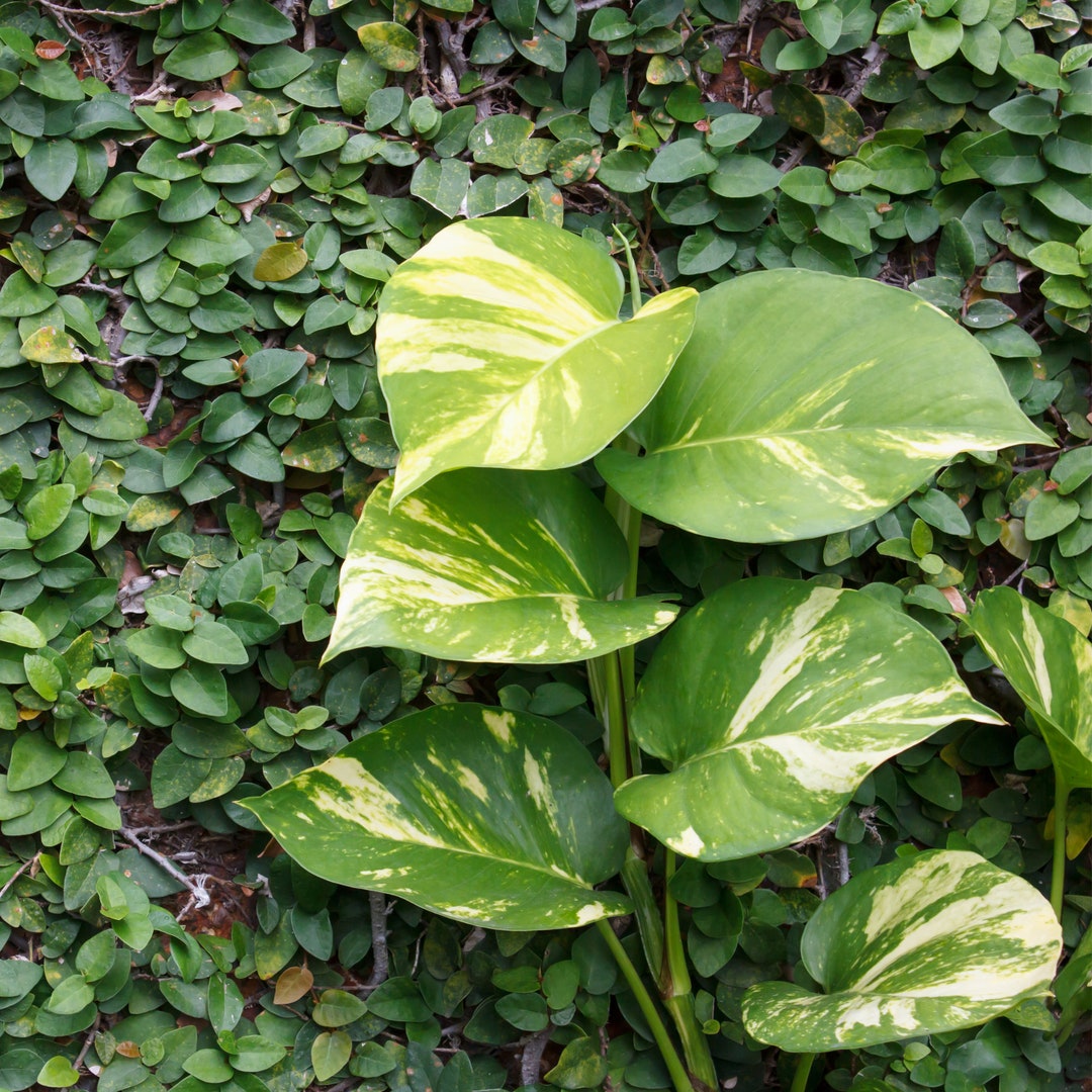 Pothos Golden, FRESH CUTTINGS, 6 Nodes, Easiest House Plant to Grow - Etsy