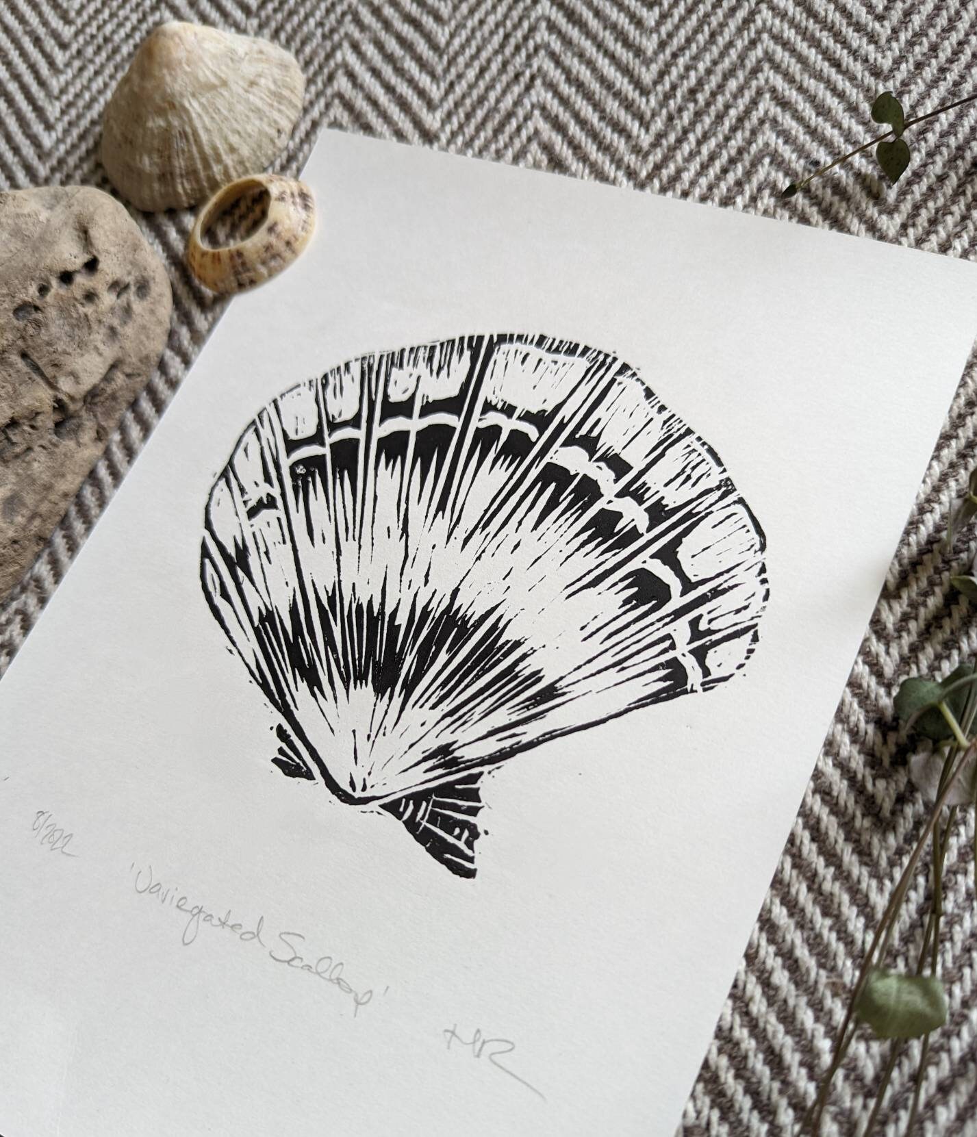 Scallop Shell Original Lino Print - Etsy