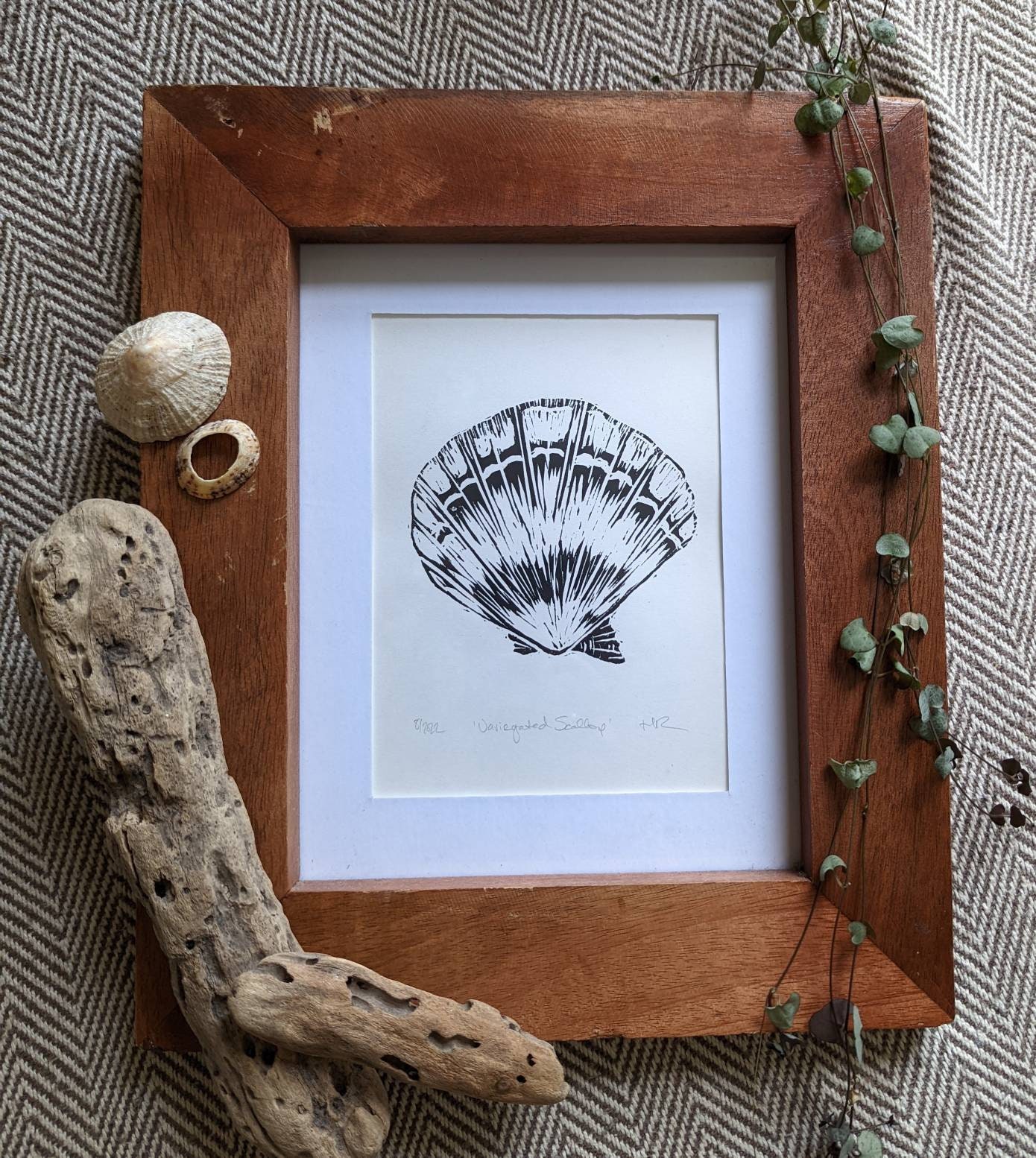 Scallop Shell Original Lino Print - Etsy