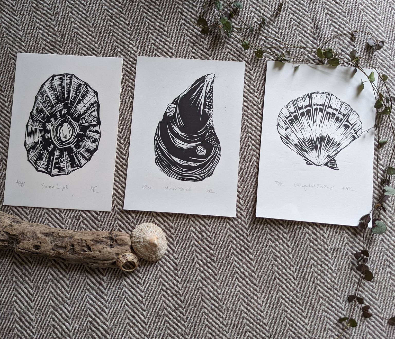 Scallop Shell Original Lino Print - Etsy