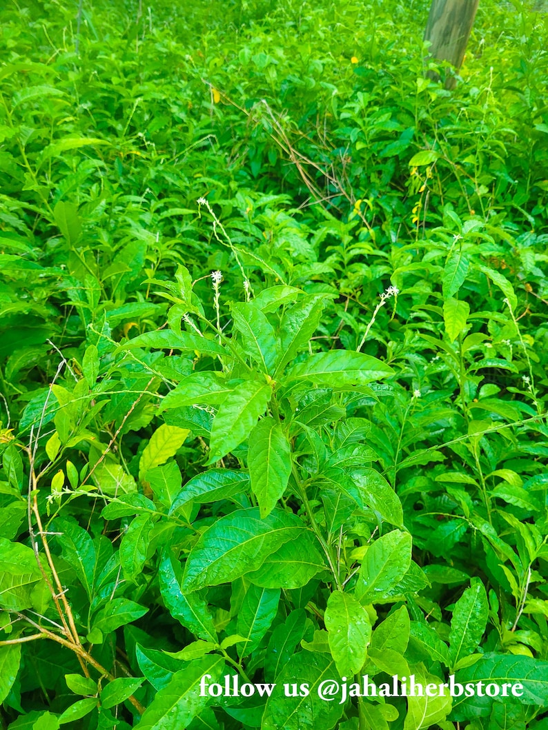 Jamaican Guinea Hen Weed / Anamu/ Coarse Powder - Etsy