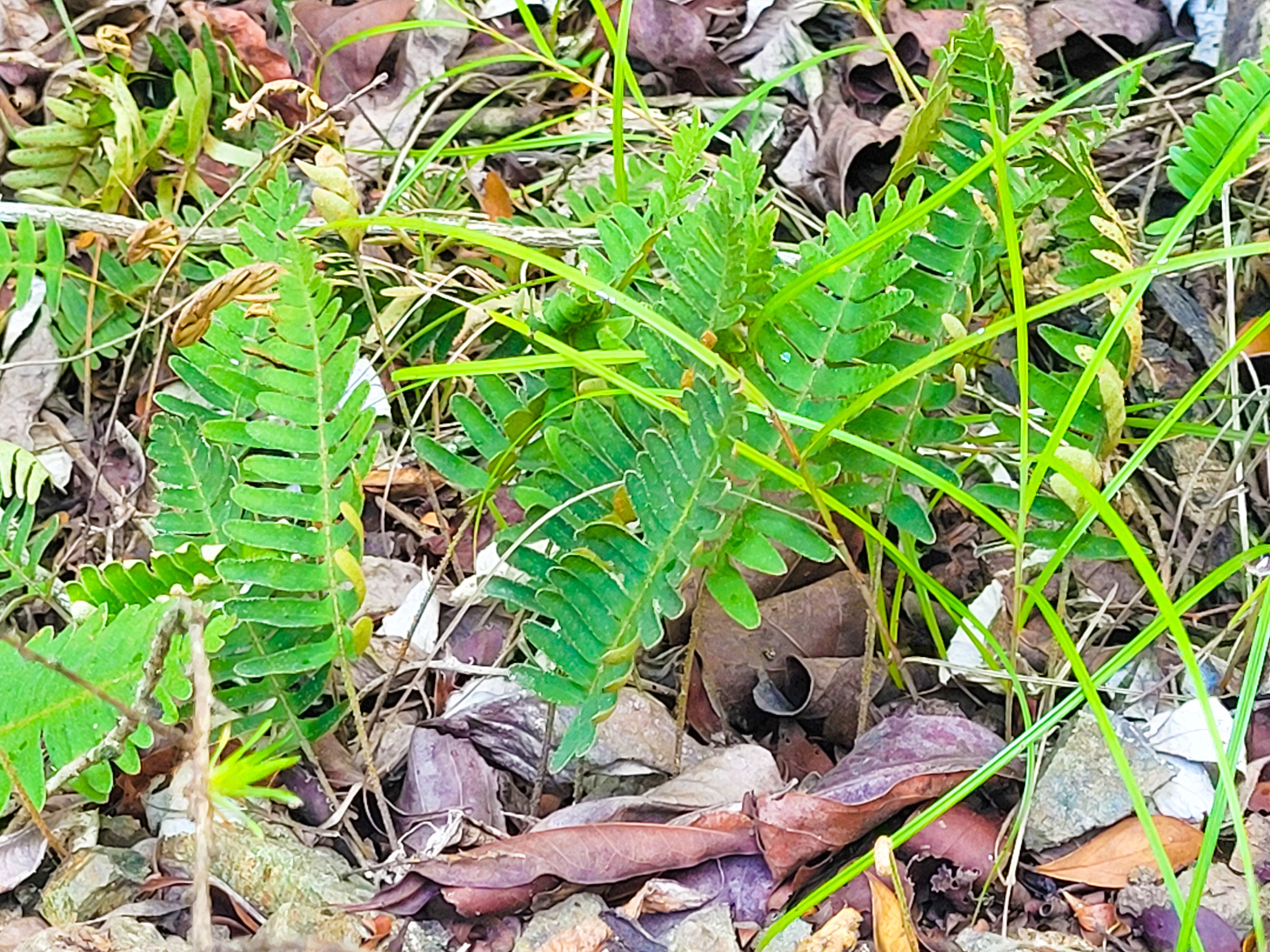 Jamaican Kalawalla Fern/calaguala/2oz Coarse Powder - Etsy