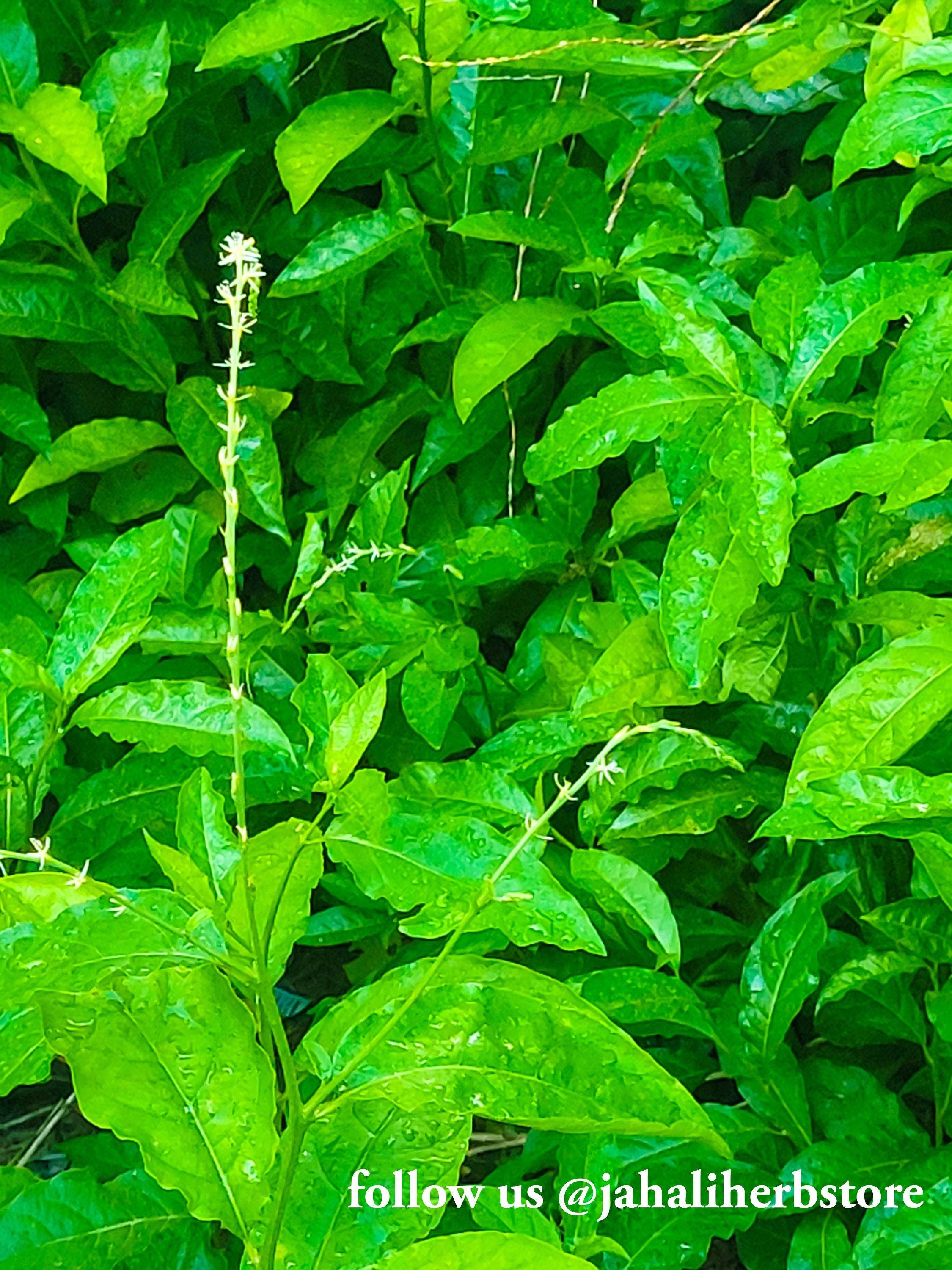 Jamaican Guinea Hen Weed / Anamu/ Coarse Powder - Etsy