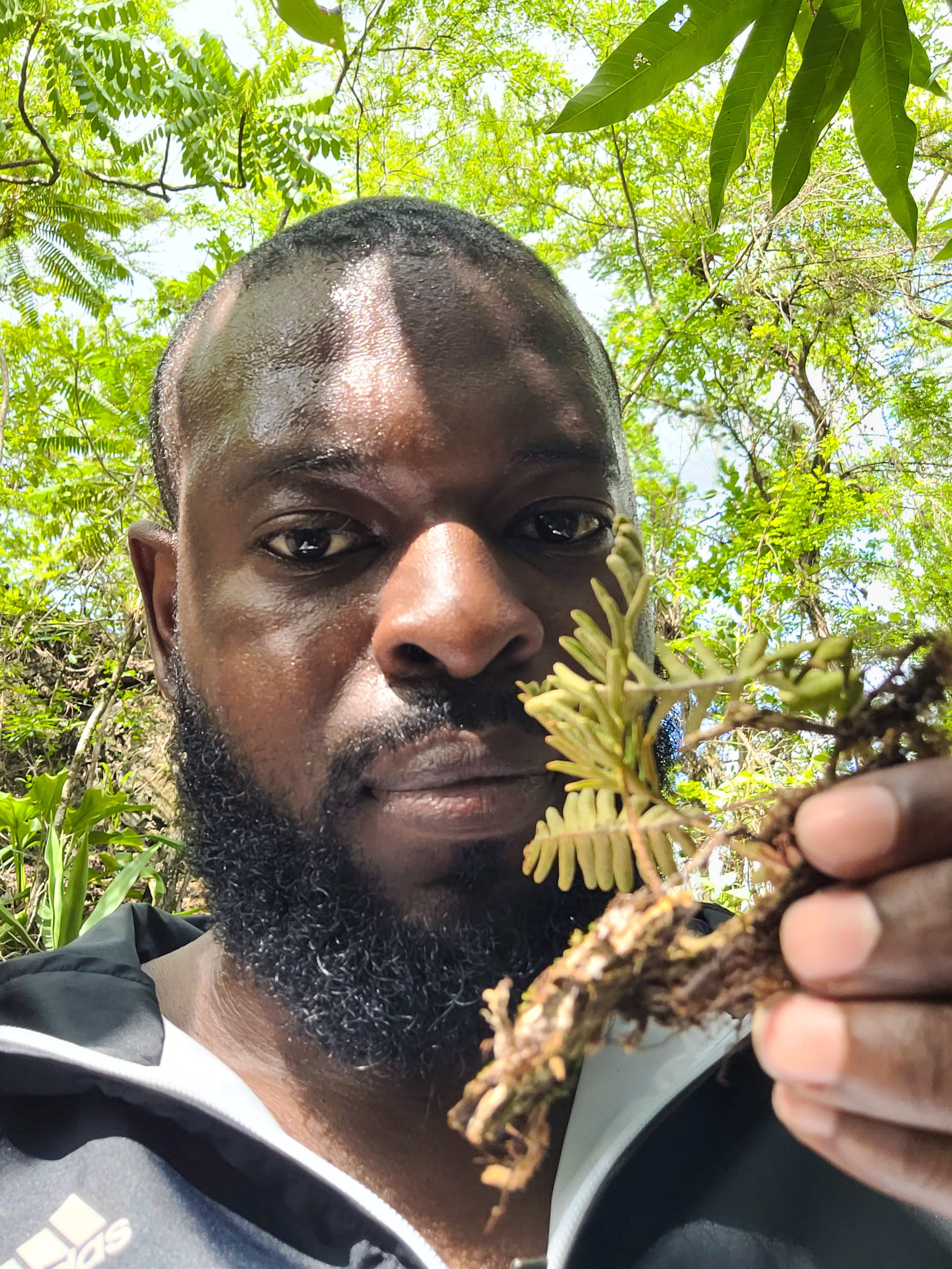 Jamaican Kalawalla Fern/calaguala/2oz Coarse Powder - Etsy