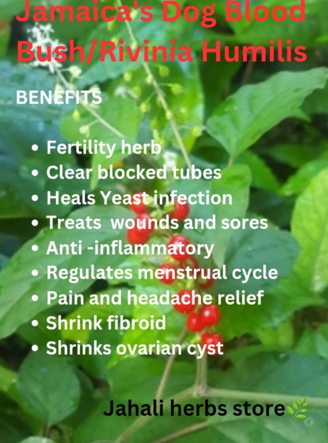 Jamaican Dog Blood Bush (rivinia Humilis) in Coarse Powder - Etsy