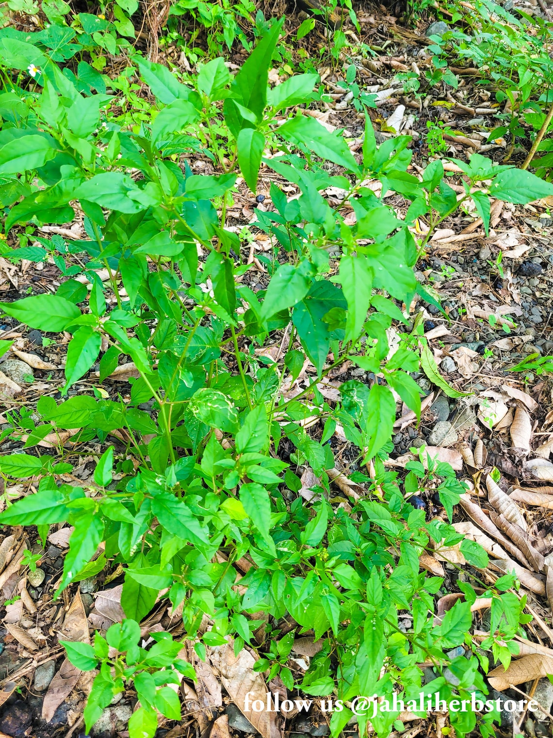 Jamaican Dog Blood Bush (rivinia Humilis) in Coarse Powder - Etsy