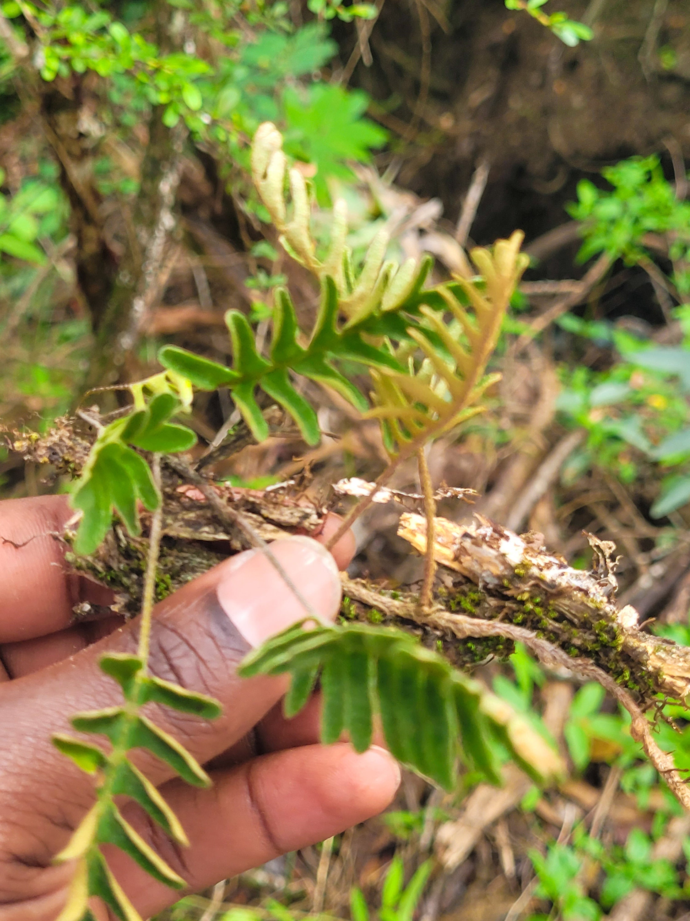 Jamaican Kalawalla Fern/calaguala/2oz Coarse Powder - Etsy