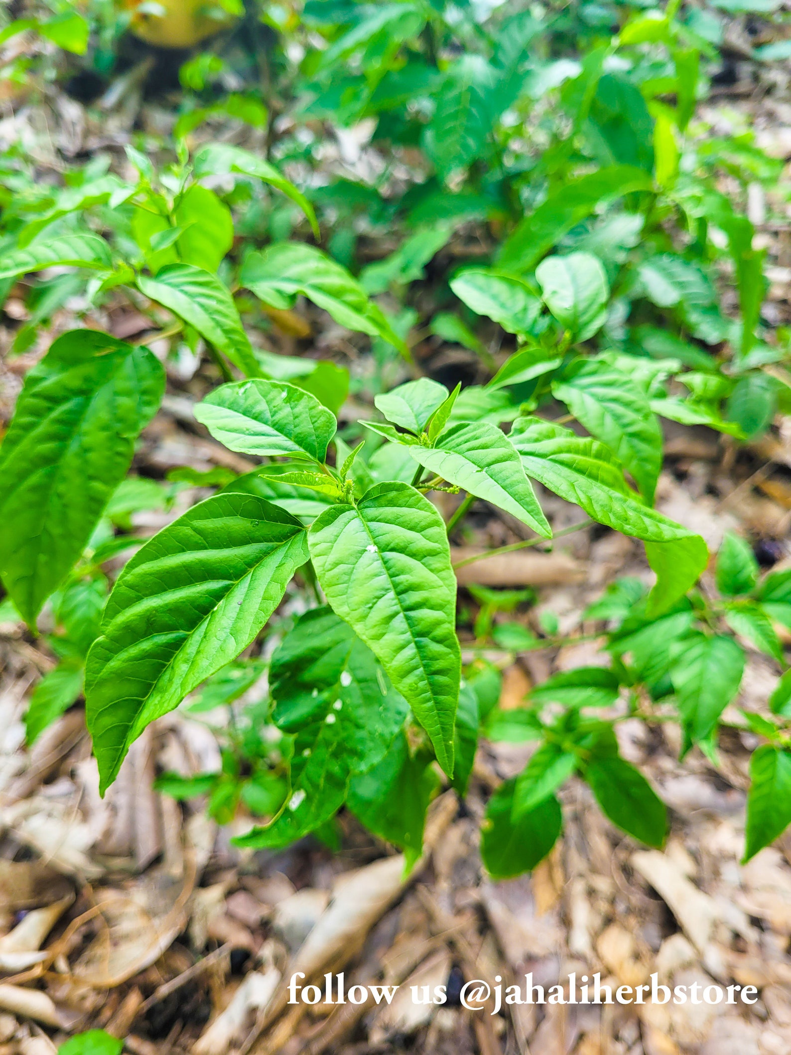 Jamaican Dog Blood Bush (rivinia Humilis) in Coarse Powder - Etsy