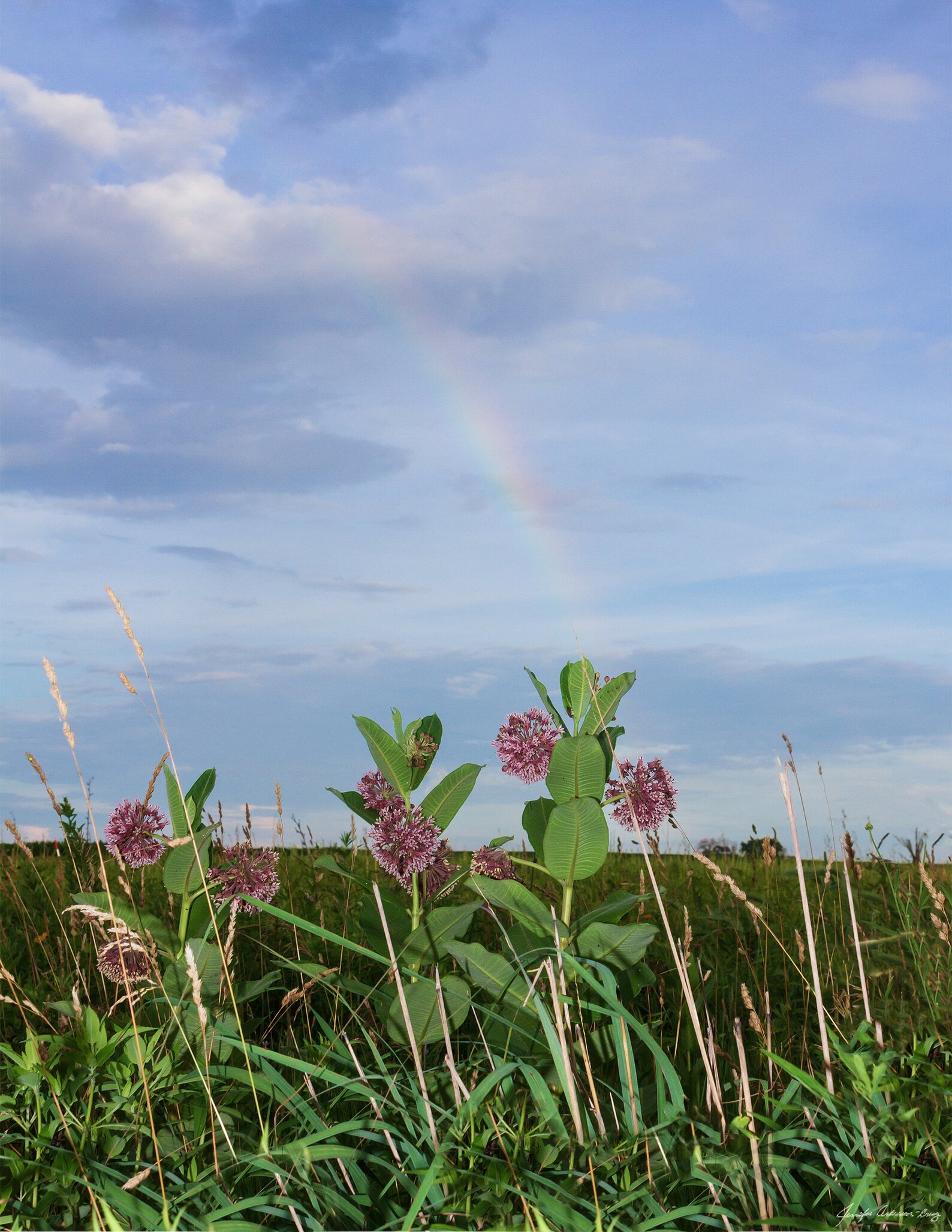 Sangamon River Forest Preserve Photo Print IMG_9742 - Etsy