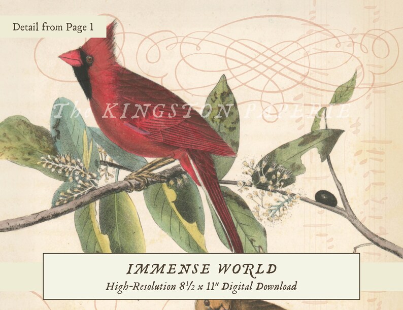 Immense World Cardinals Printable Digital Download for Journals ...