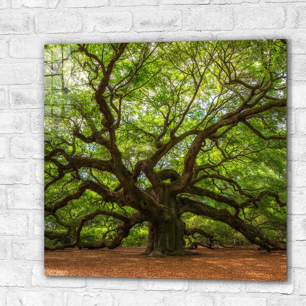 Angel Oak - Etsy