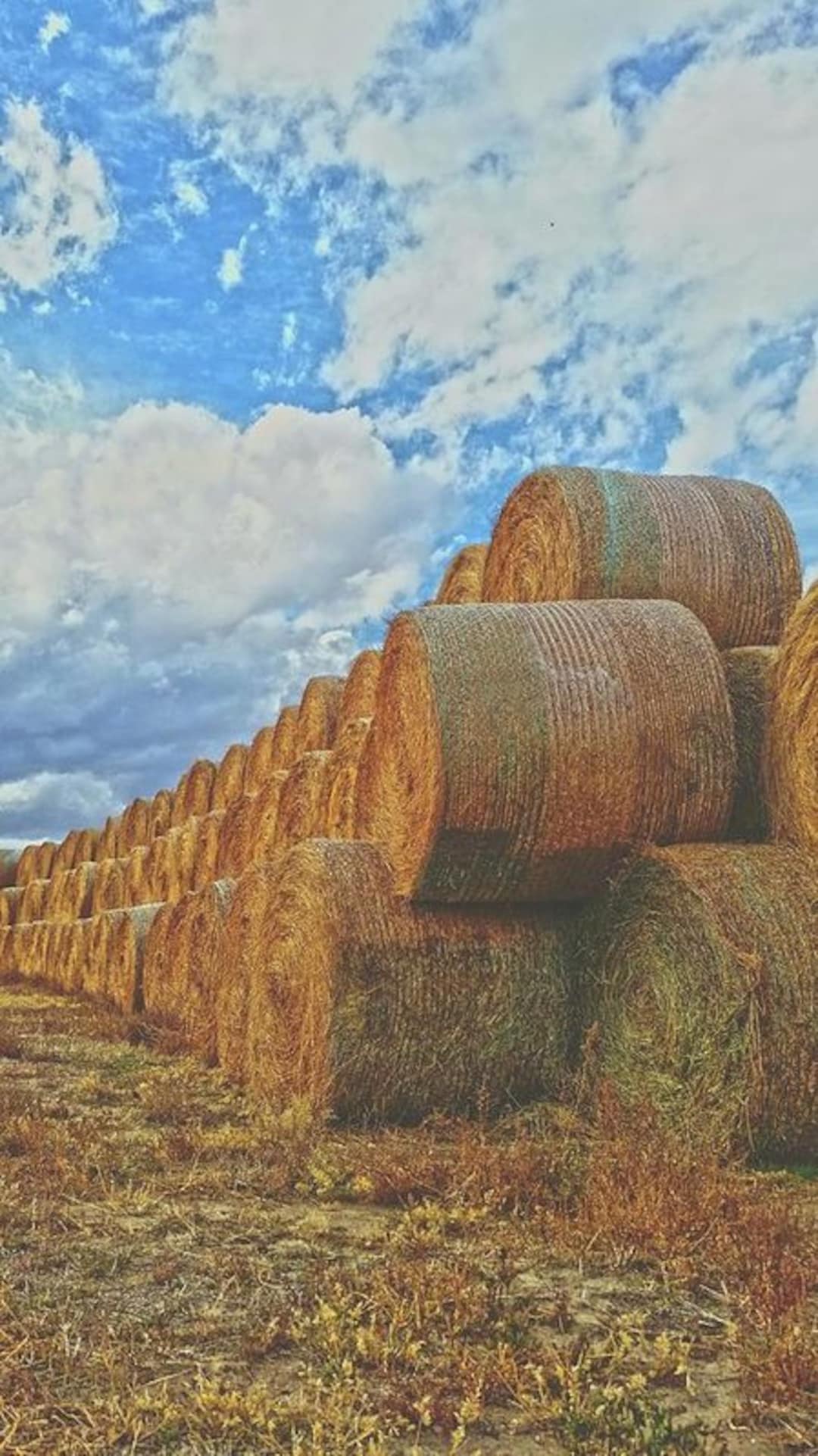 Western Art "afternoon Stack" Amanda Smith Award Winning Professional ...