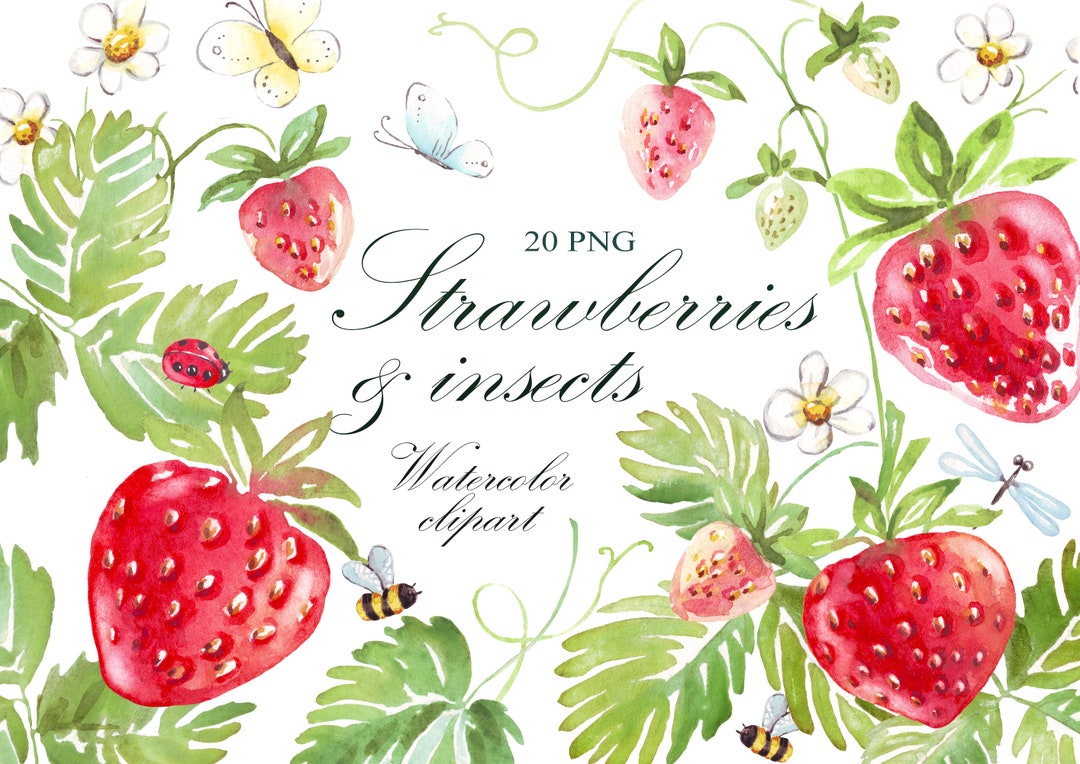 Watercolor Strawberry Clipart, Handpainted Bright Summer Fruits, Summer ...