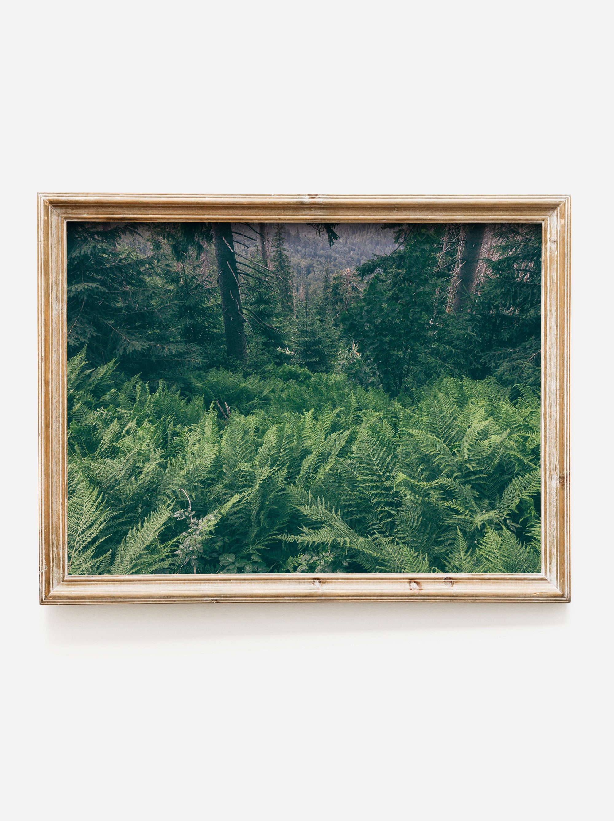Fern Wall Art, Digital Poster, Wild Nature Forest Photo, Forest ...