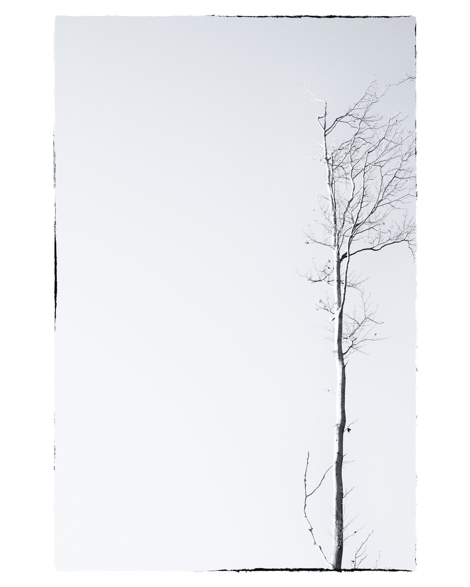 Black and White Tree Print Minimal Winter Tree Black White - Etsy