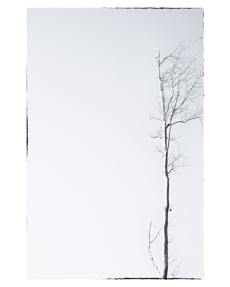 Black and White Tree Print, Minimal Winter Tree, Black White Home Decor ...