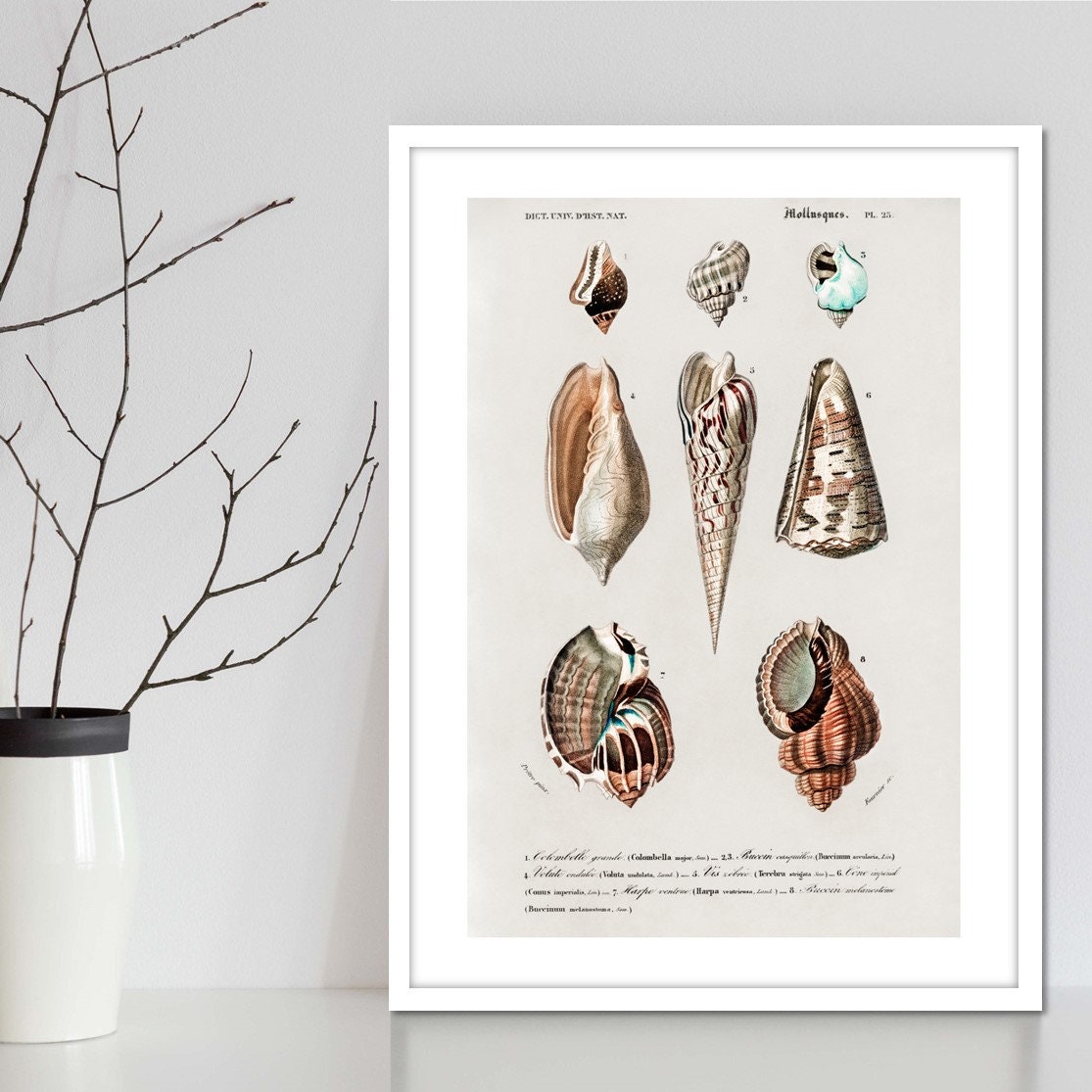 Conch Shell Art Set of 3 Illustration Sea Shell Prints. Victorian ...