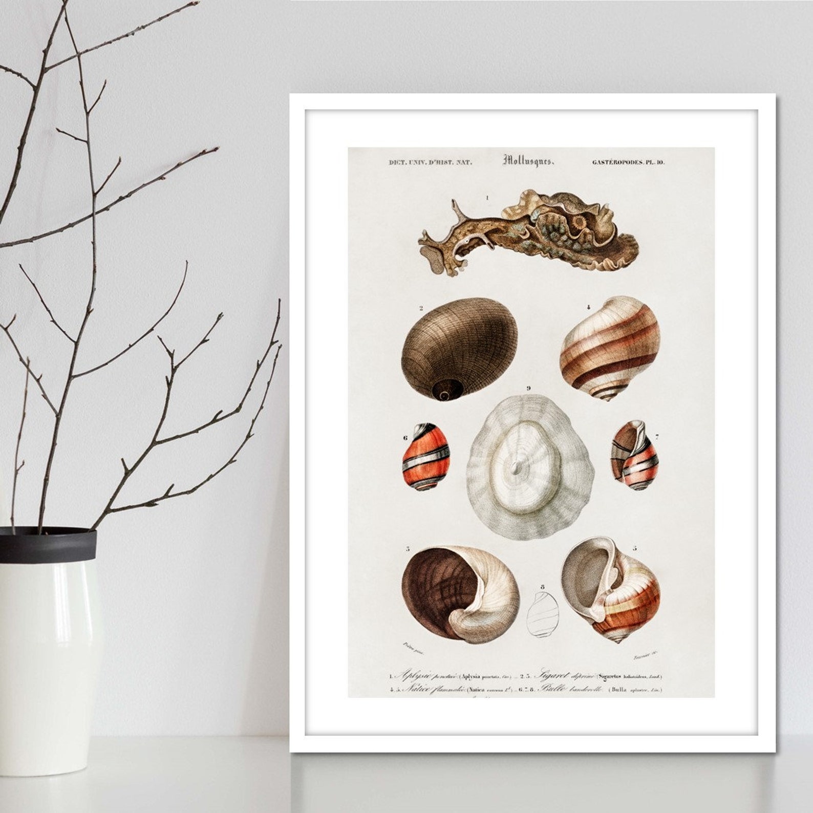 Conch Shell Art Set of 3 Illustration Sea Shell Prints. Victorian ...