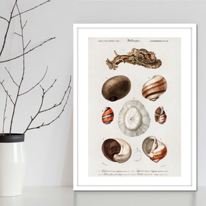 Conch Shell Art Set of 3 Illustration Sea Shell Prints. Victorian ...