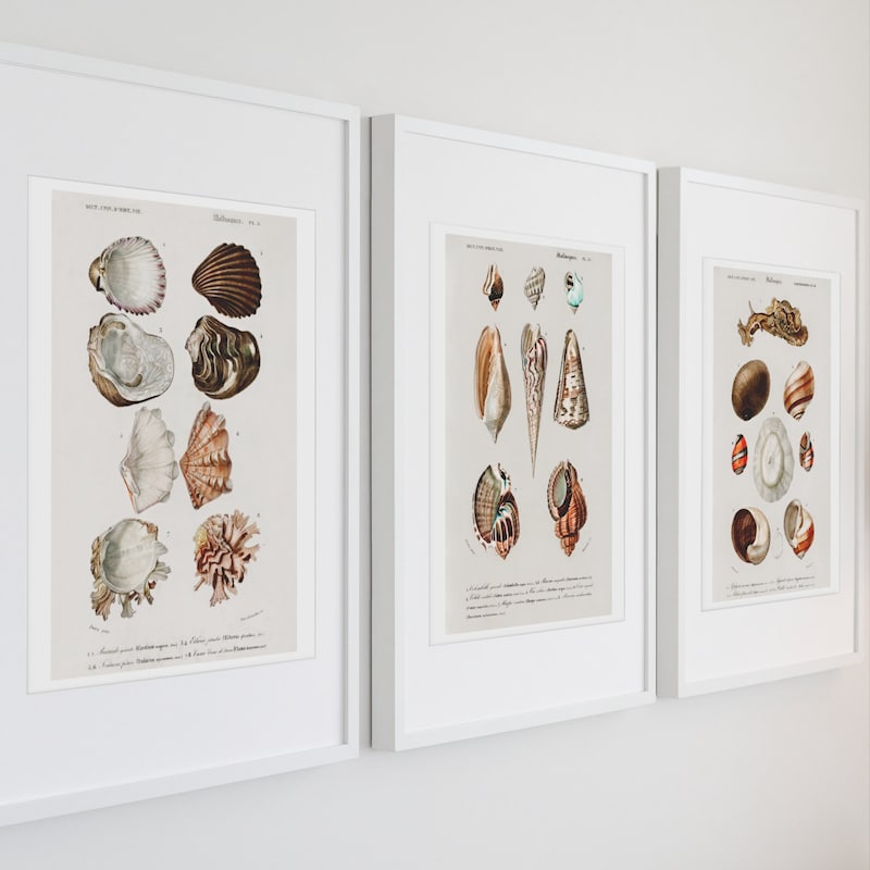 Conch Shell Art - Etsy