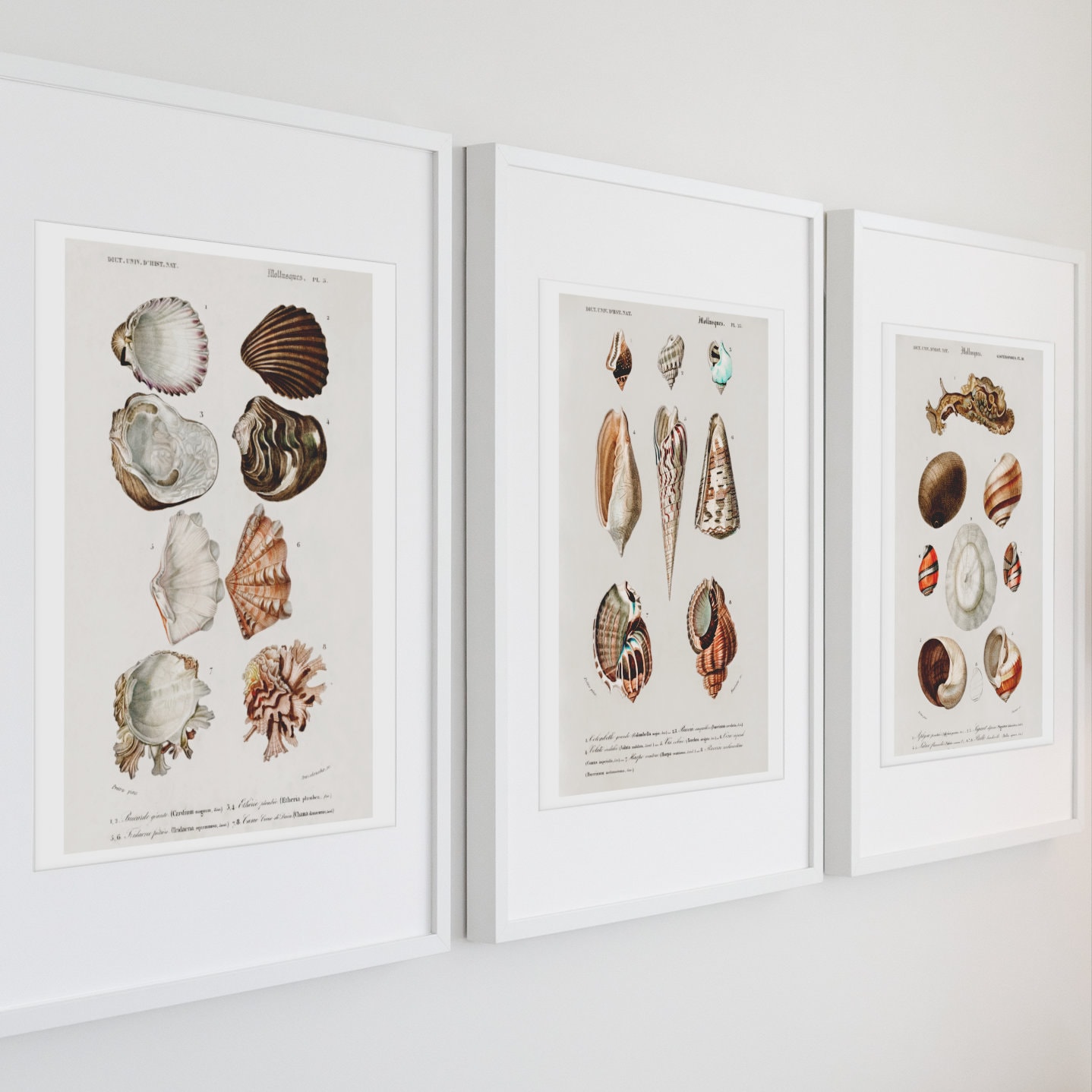 Conch Shell Art Set of 3 Illustration Sea Shell Prints. Victorian ...