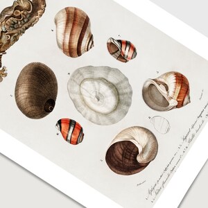 Conch Shell Art Set of 3 Illustration Sea Shell Prints. Victorian ...