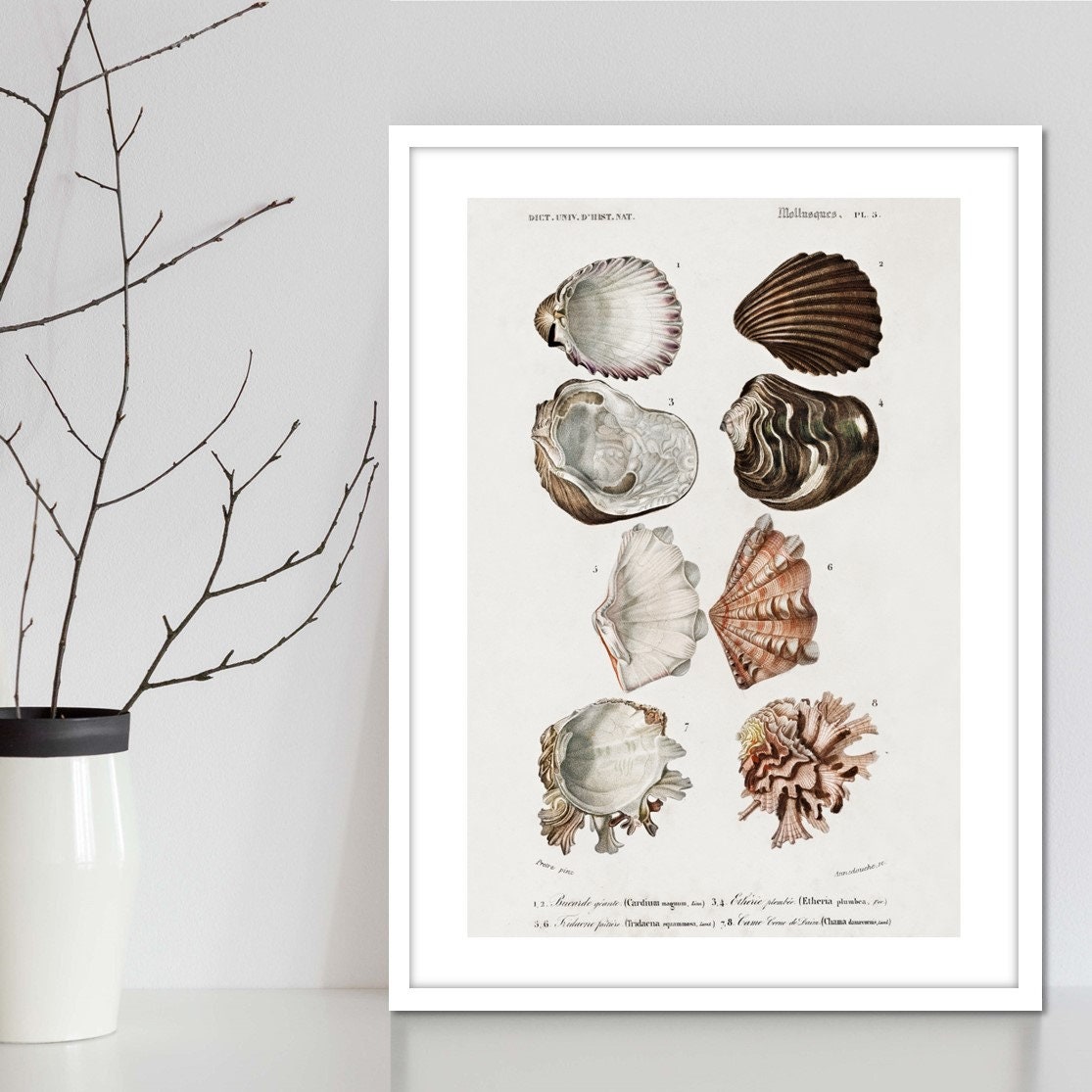 Conch Shell Art Set of 3 Illustration Sea Shell Prints. Victorian ...