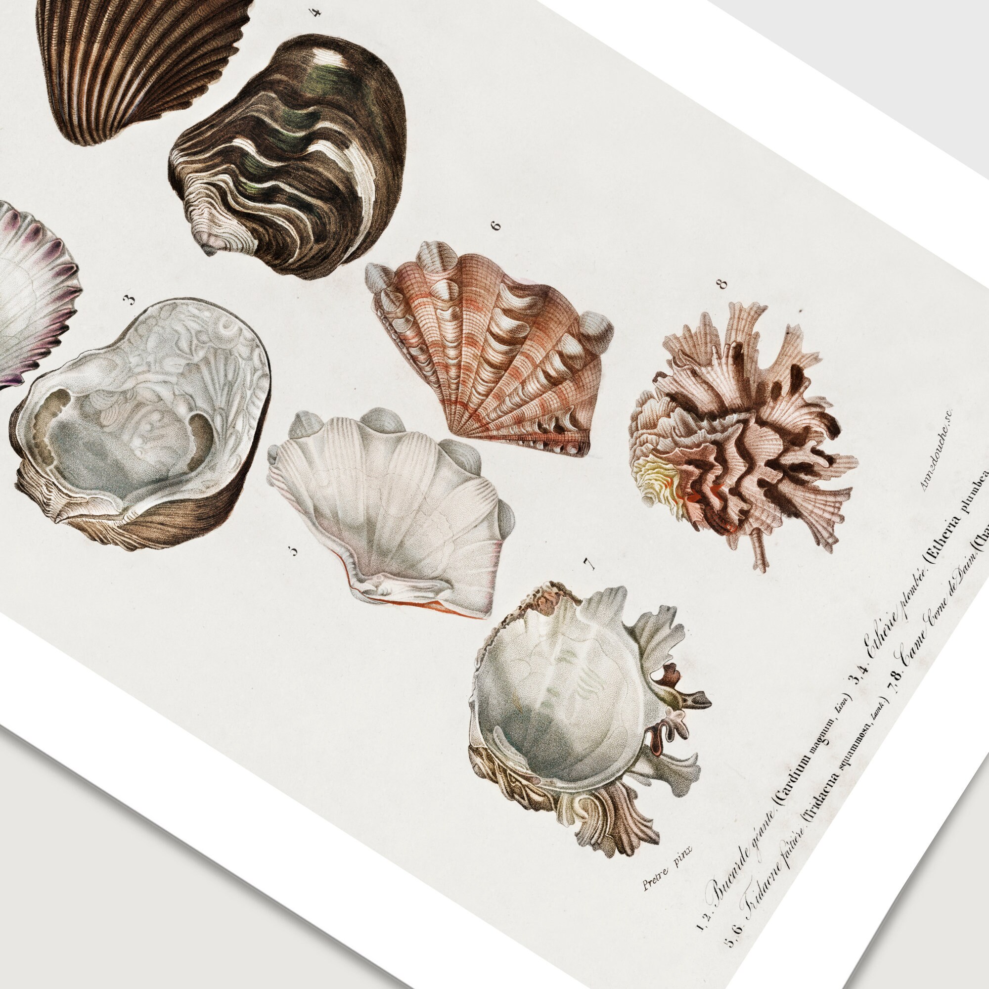 Conch Shell Art Set of 3 Illustration Sea Shell Prints. Victorian ...
