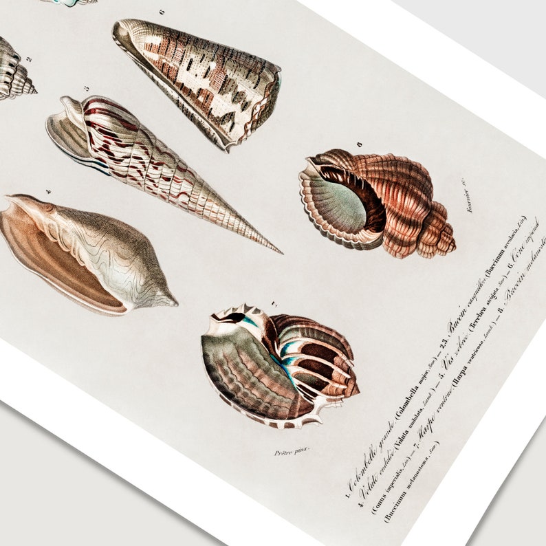 Conch Shell Art Set of 3 Illustration Sea Shell Prints. Victorian ...