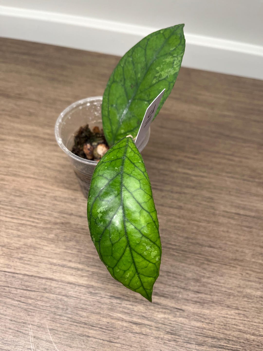 Hoya Irina Splash | Exact Rooted Plant | Houseplants | Tropical Plants ...