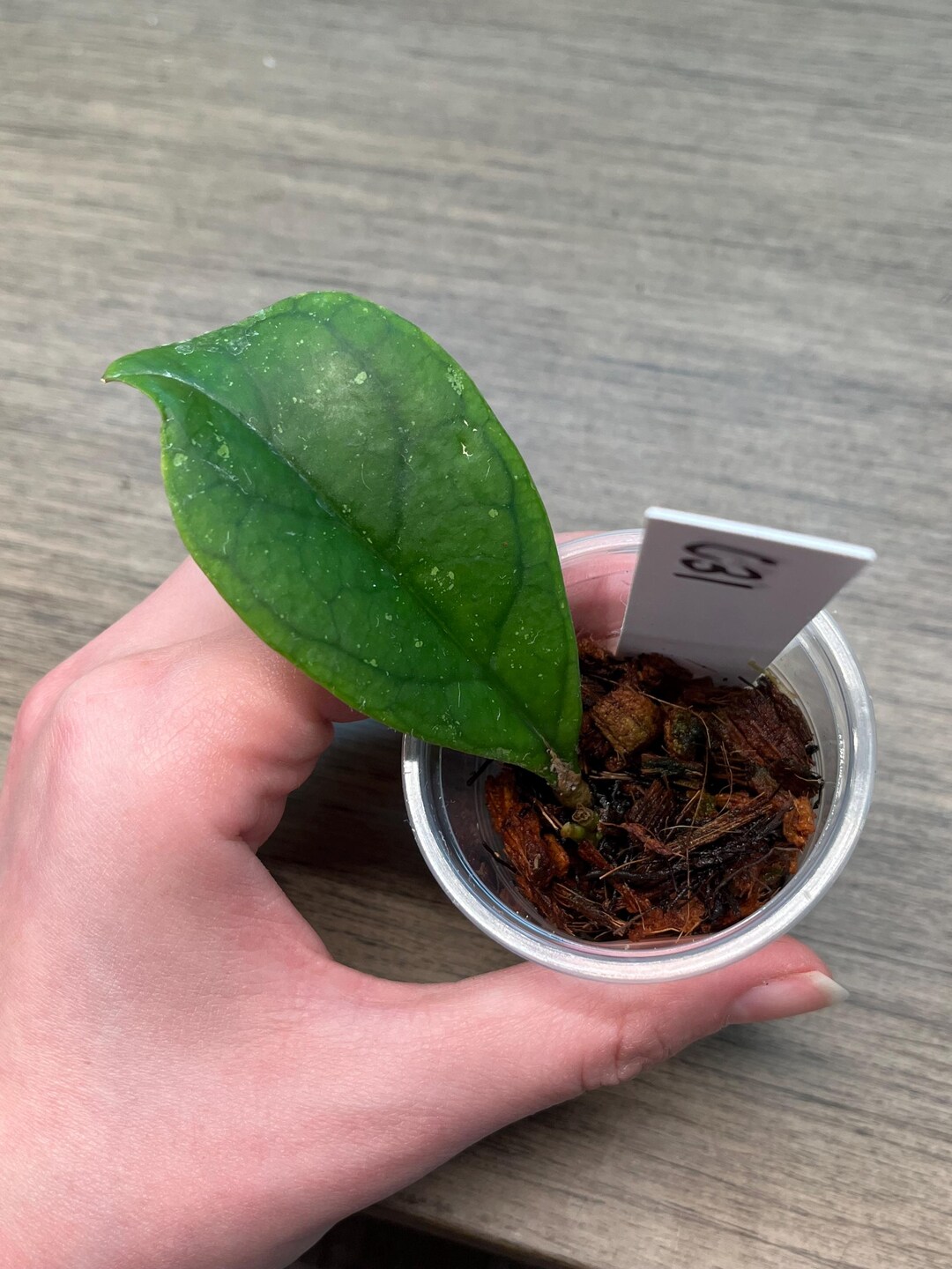 Hoya Splash NOID | Exact Rooted Plant | Houseplants | Tropical Plants ...