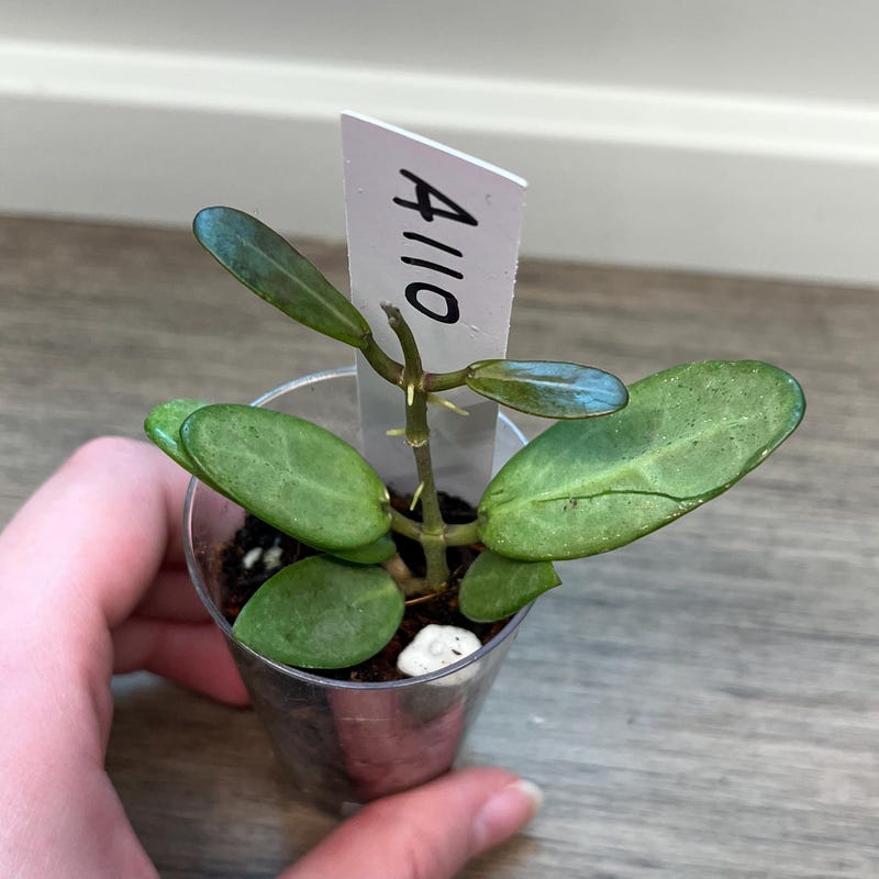 Hoya - Etsy
