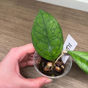 Hoya Irina Splash | Exact Rooted Plant | Houseplants | Tropical Plants ...