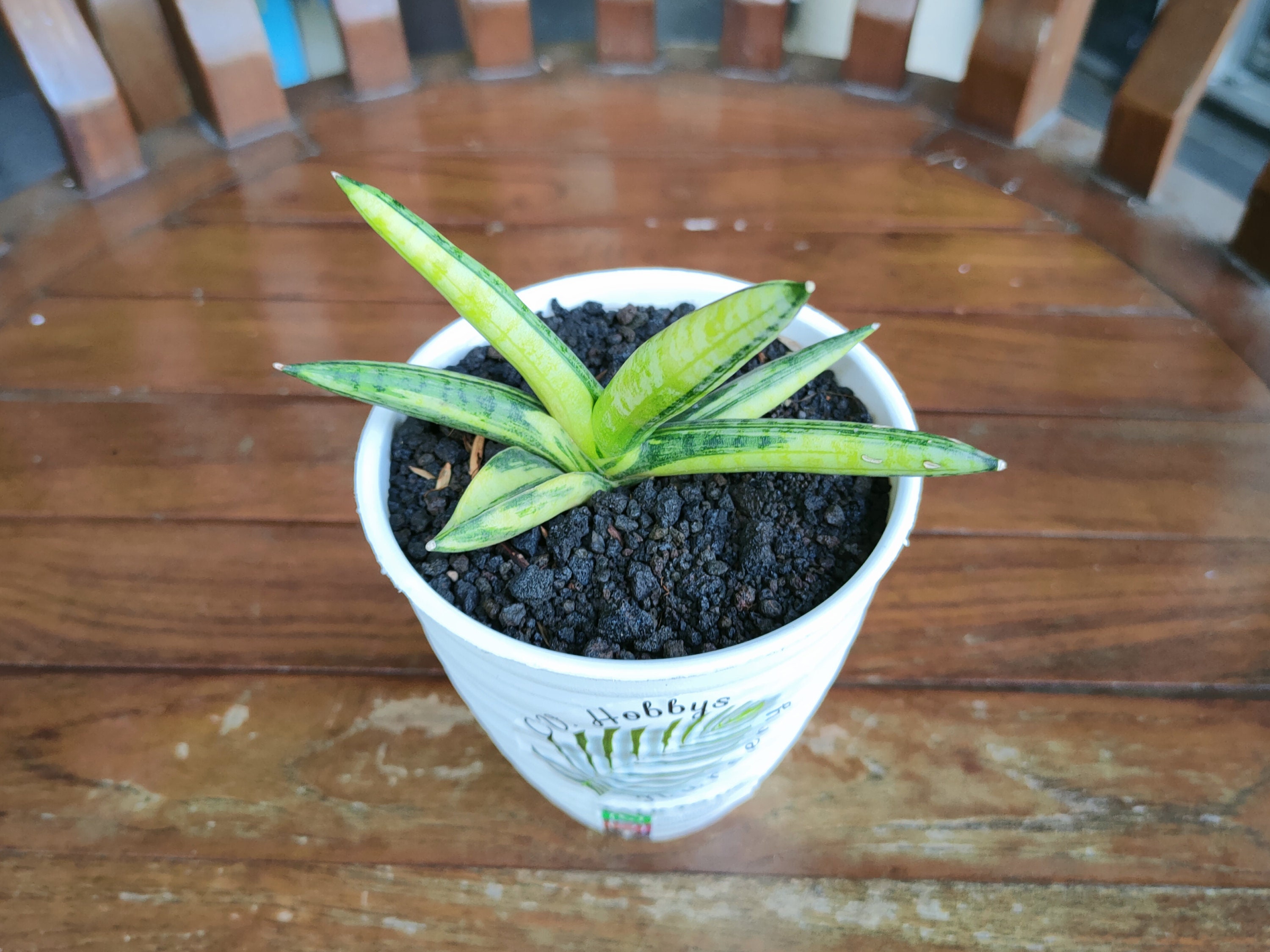 Sansevieria Boncel