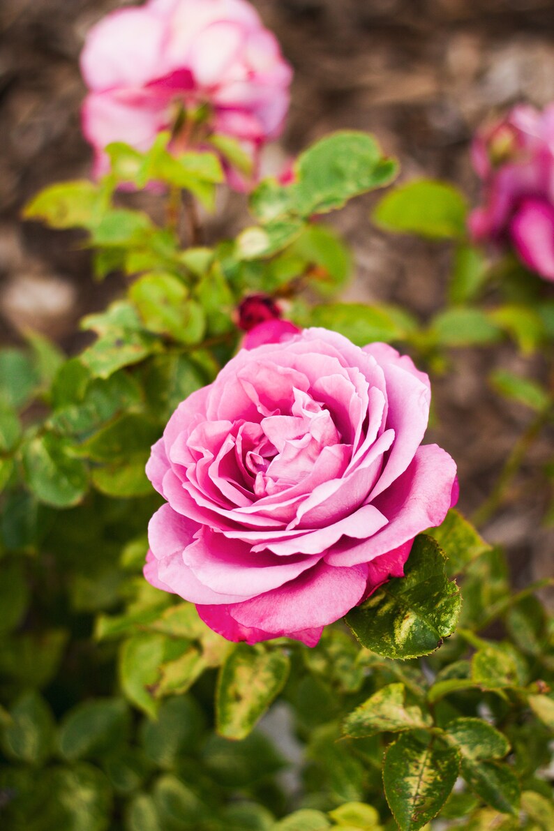 Pink Rose Bush - Etsy