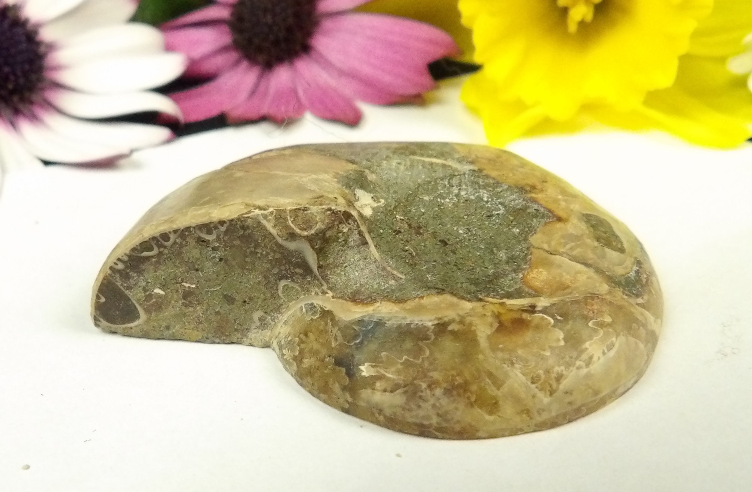 Polished Ammonite Half With Golden Yellow and Clear Crystals | Etsy