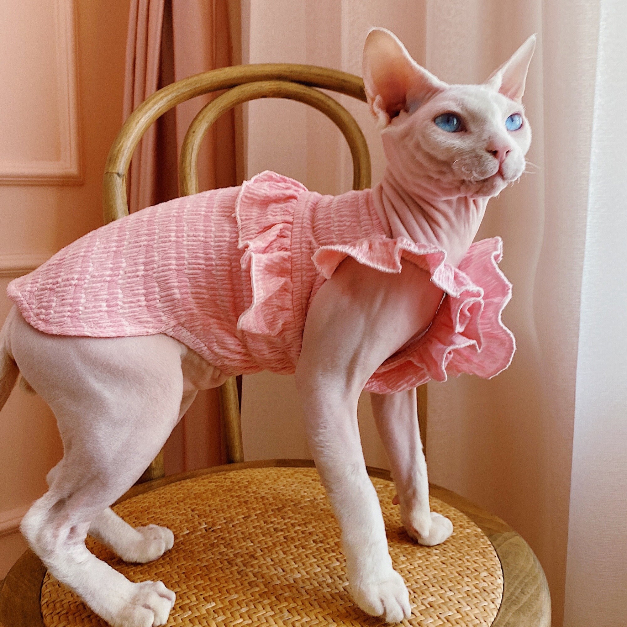 Cat Clothes Cat Dress Hairless Cat Clothes Sphynx Cat Dress | Etsy