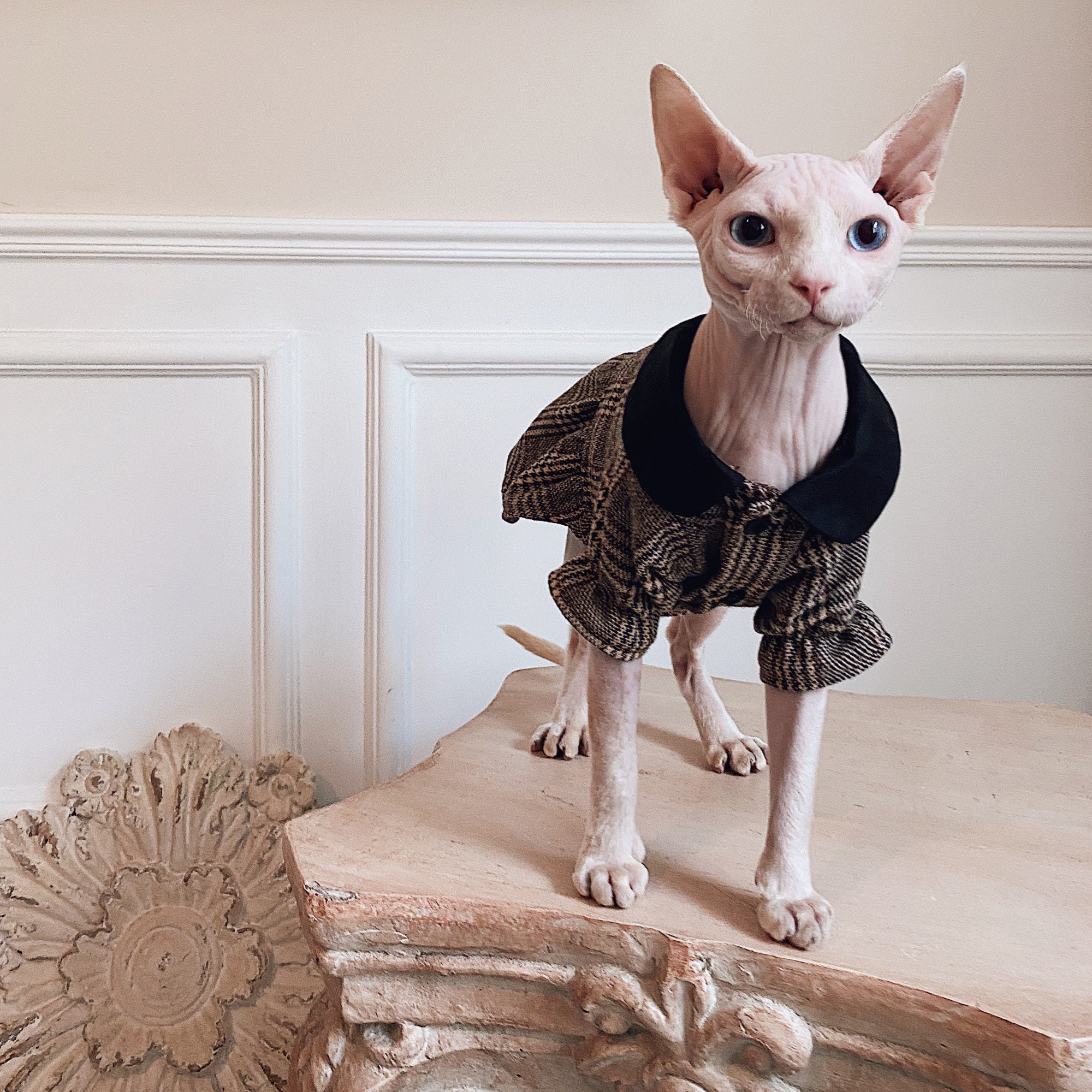 Adorable Sphynx Cat Dress Hairless Cat Clothing British Style Etsy