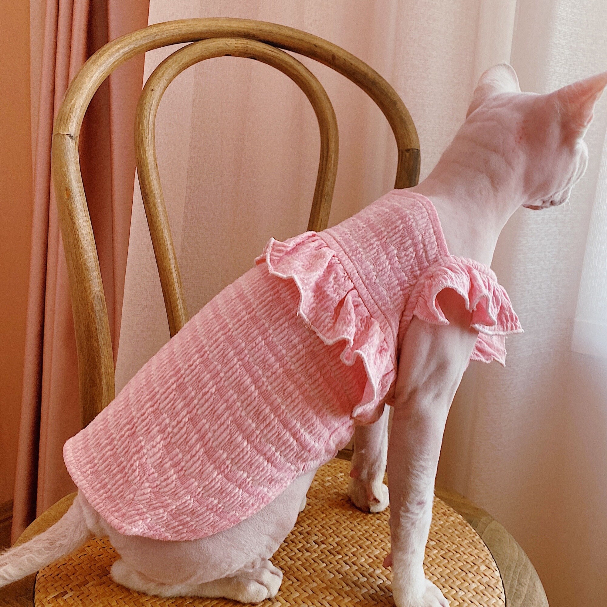 Cat Clothes Cat Dress Hairless Cat Clothes Sphynx Cat Dress | Etsy