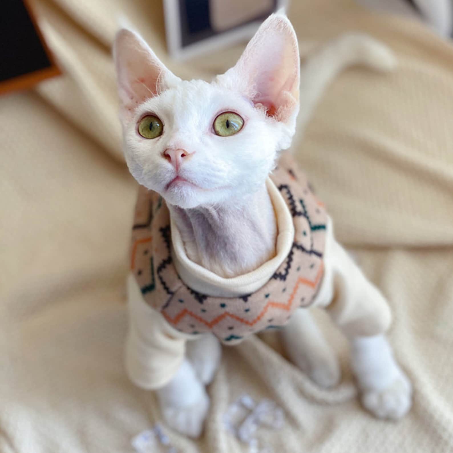 Cat Clothes Hairless Cat Clothing Velvet Fashion Top for Cats | Etsy