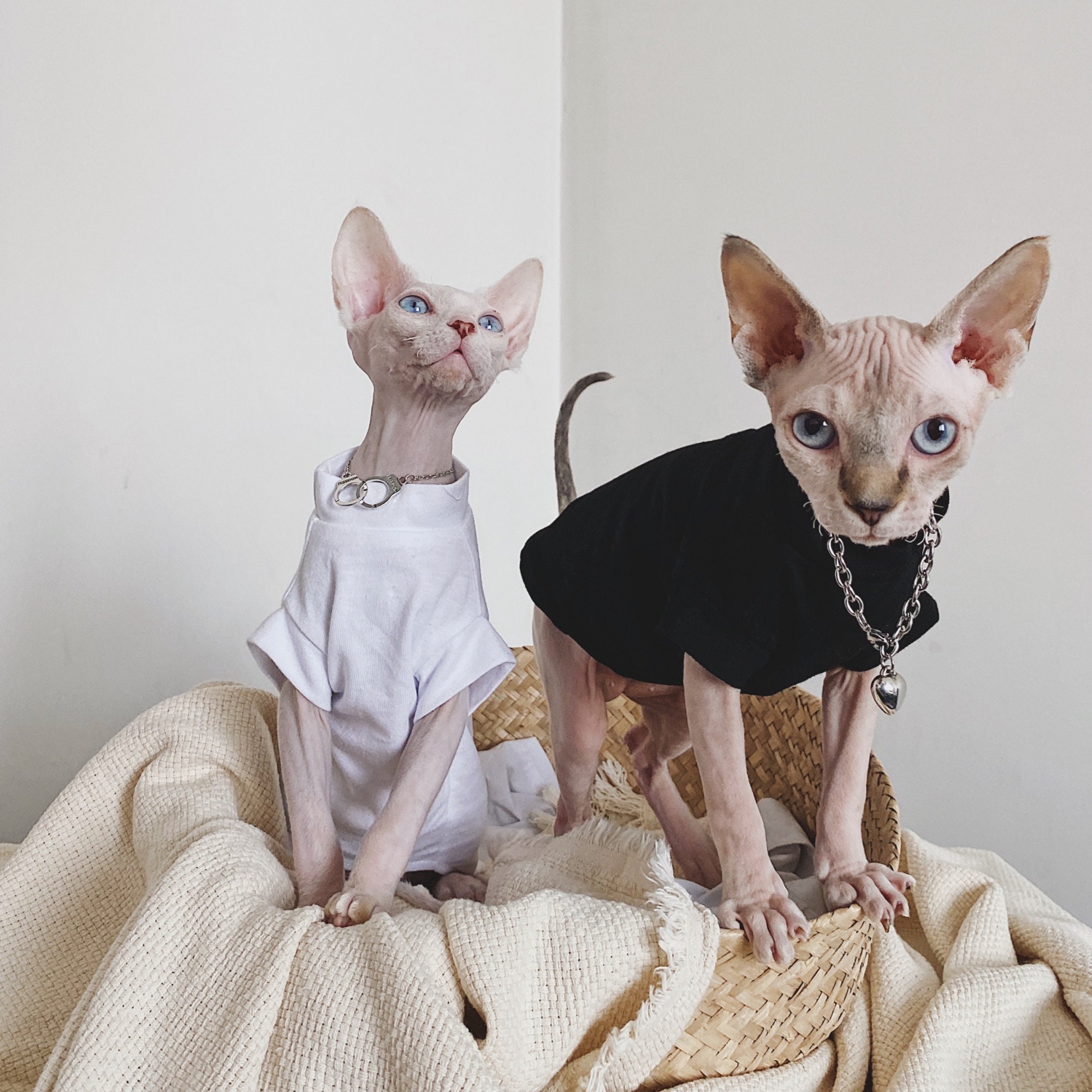 Cotton Hairless Cat Clothes Sphynx Cat Clothing Simple but - Etsy