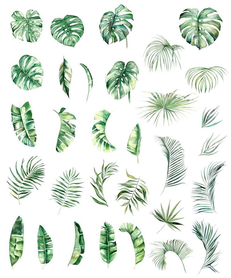 Watercolor Tropical Leaves Clipart – 31 PNG Jungle Greenery, Isolated ...