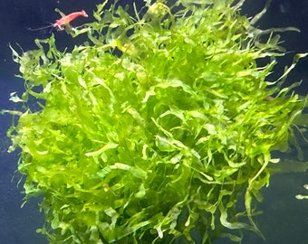 Subwassertang Round Pellia Moss Live Aquarium Plant - Etsy