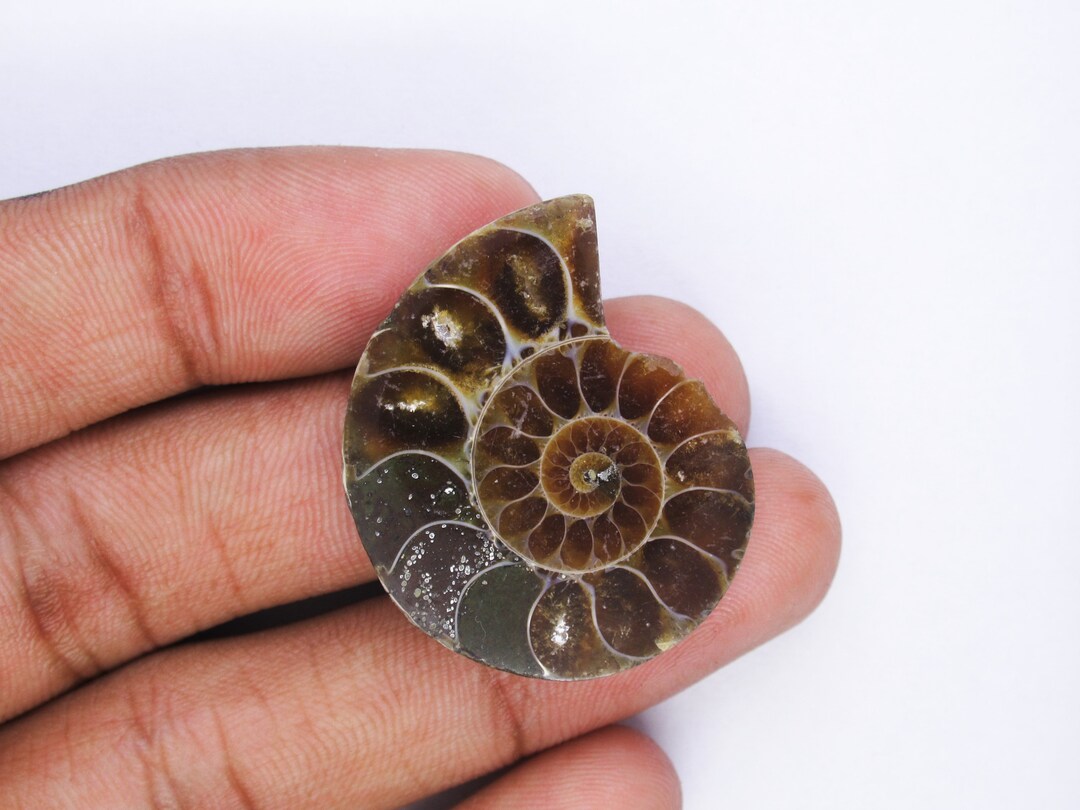 Natural Ammonite Gemstones, 30x25x7 Mm Size Beautiful Ammonite ...