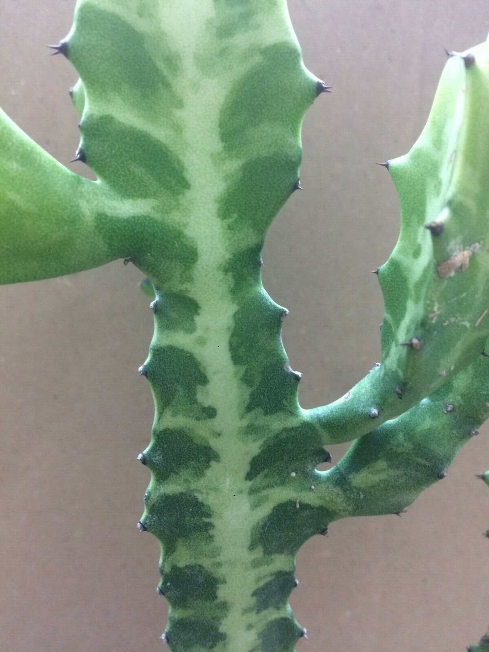 Euphorbia Lactea 3 Inch Cutting - Dragon Bones Tree - Large Ornamental ...
