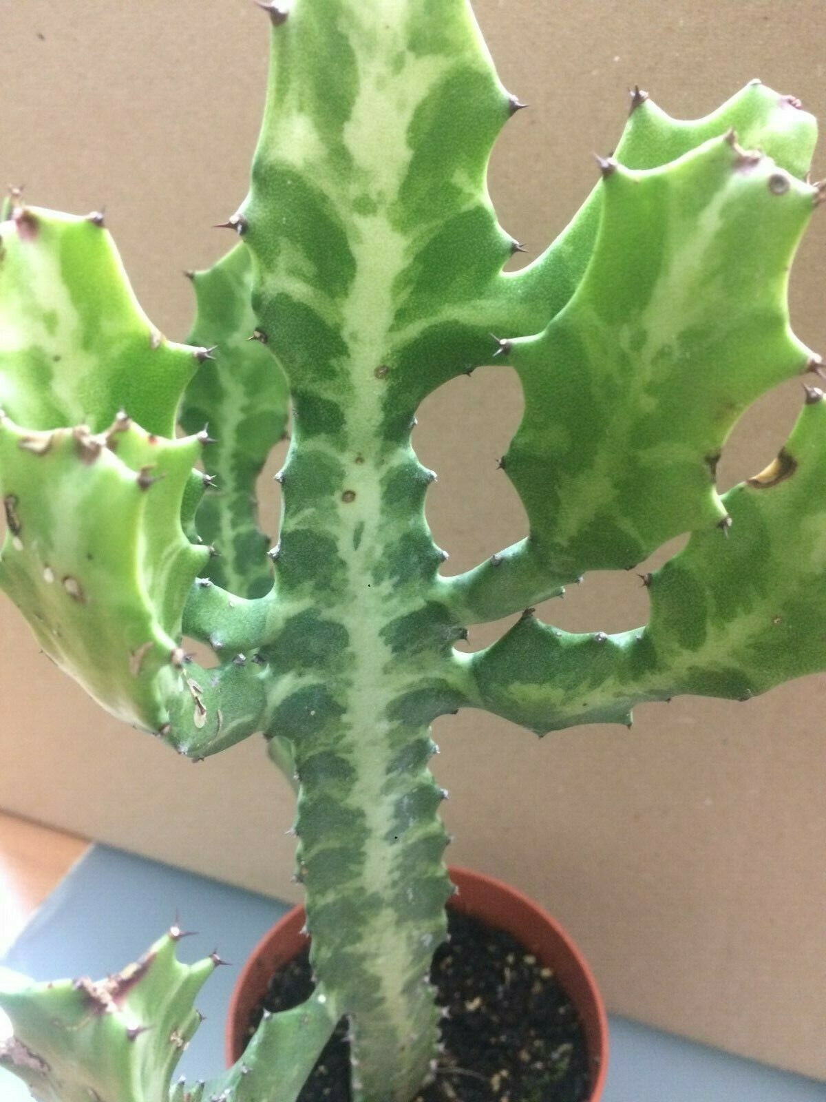 Euphorbia Lactea 3 Inch Cutting - Dragon Bones Tree - Large Ornamental ...