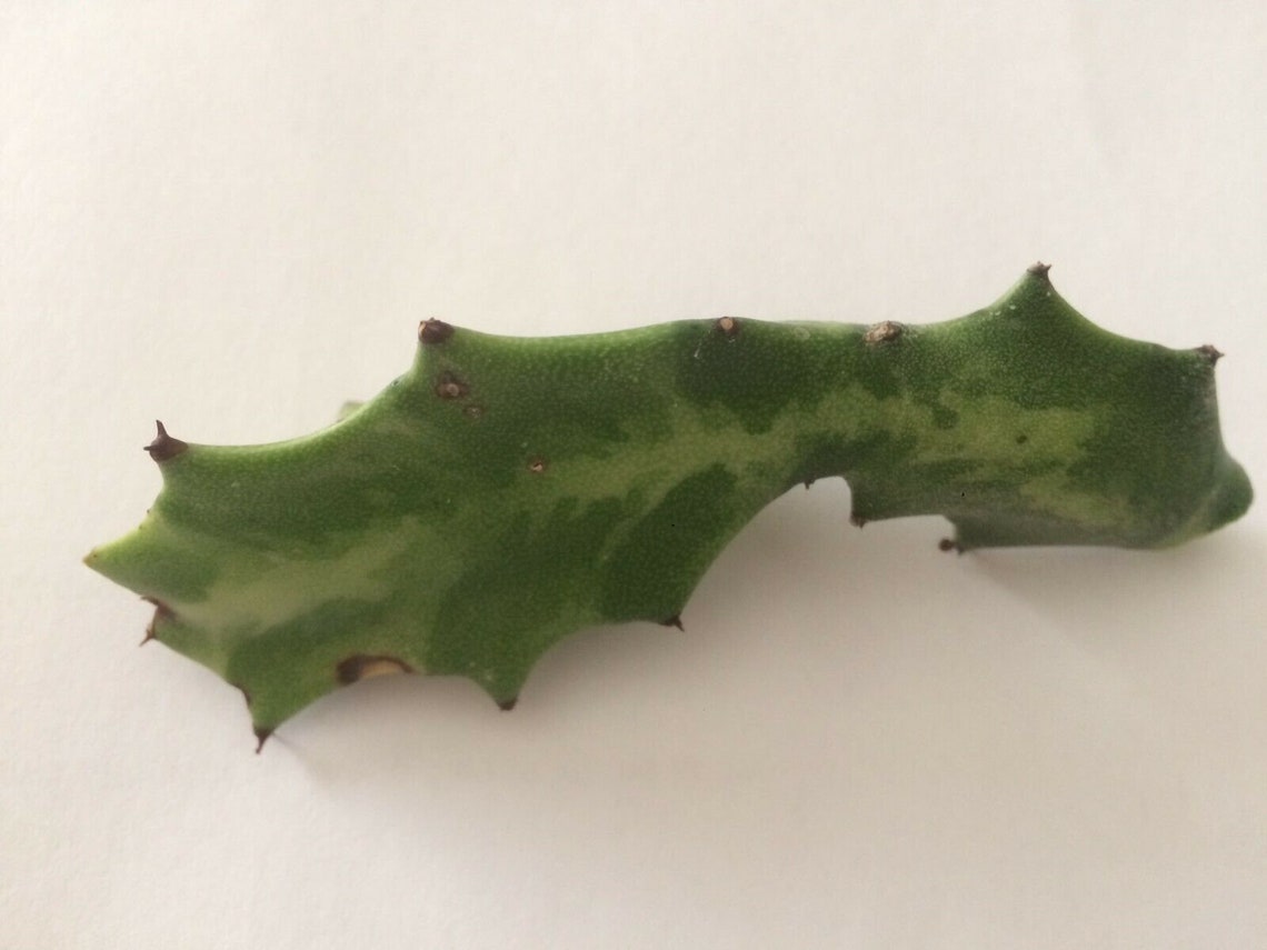 Euphorbia Lactea 3 Inch Cutting - Dragon Bones Tree - Large Ornamental ...