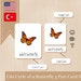 Life Cycle of a Butterfly 3 Part Cards butterfly Anatomy Life Cycle ...