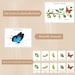 Life Cycle of a Butterfly 3 Part Cards butterfly Anatomy Life Cycle ...