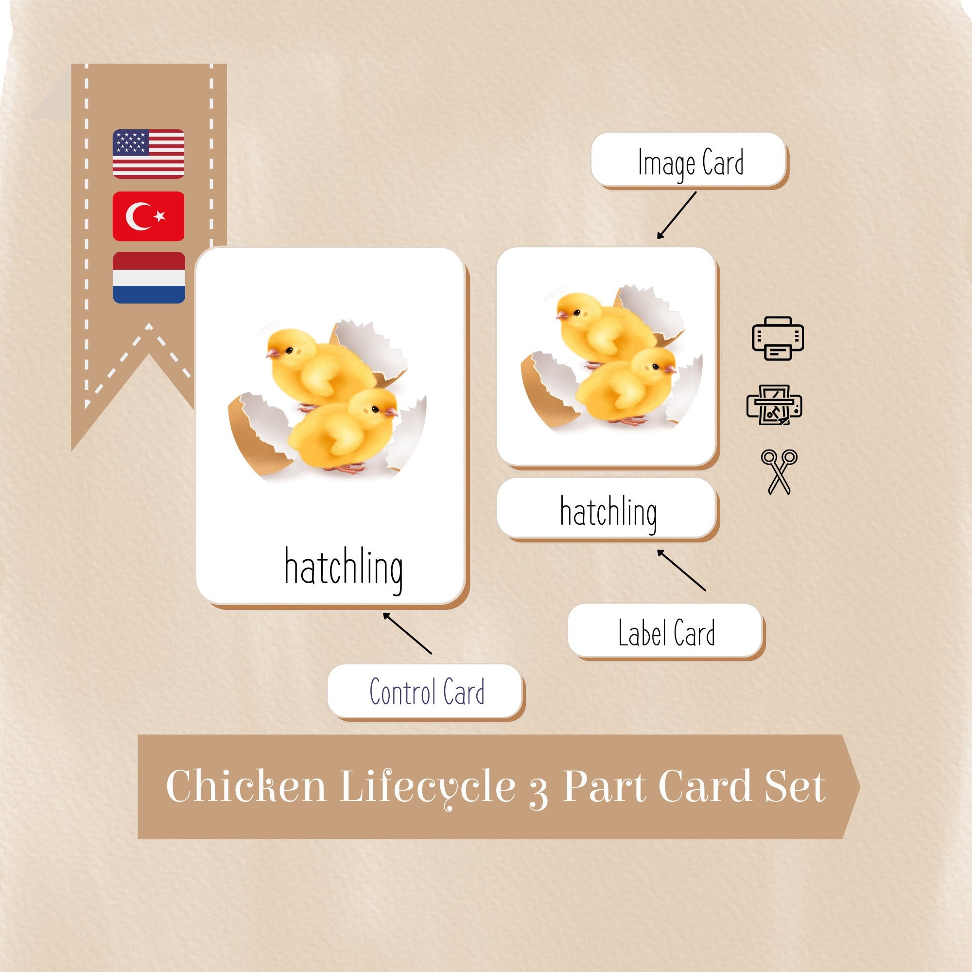 LIFE CYCLE of a CHICKEN • 6 Montessori Cards and Sequencing Activity ...